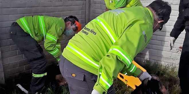 Entró a una casa a robar saltando una tapia y lo mataron dos perros ... Entró a una casa a robar saltando una tapia y lo mataron dos perros ...